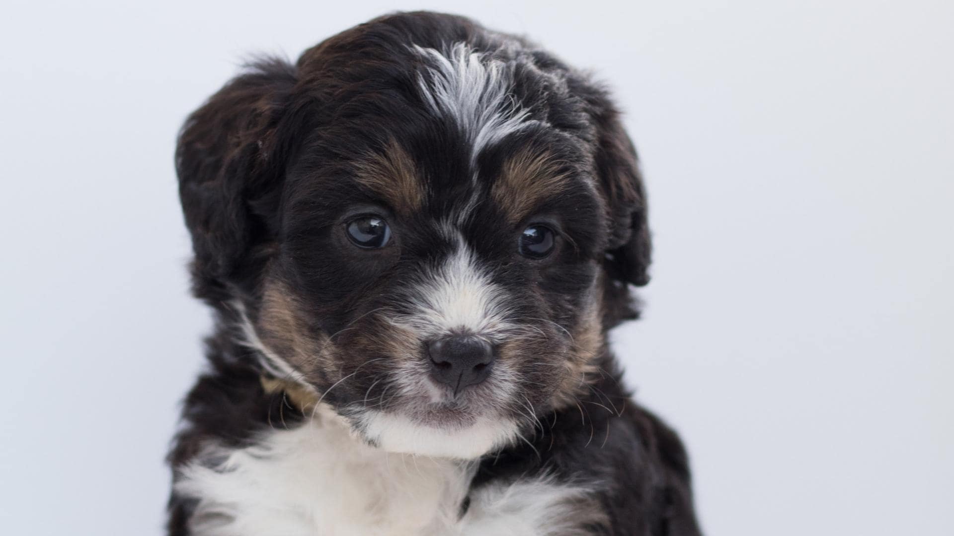 Mini Bernedoodle: Size, Temperament, Price, Shedding, & More