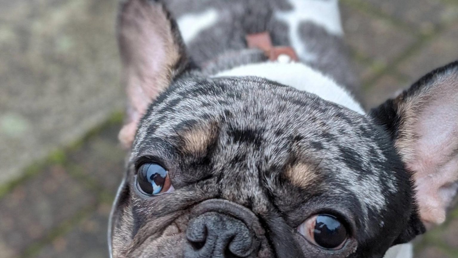 Merle French Bulldog: Everything You Need To Know
