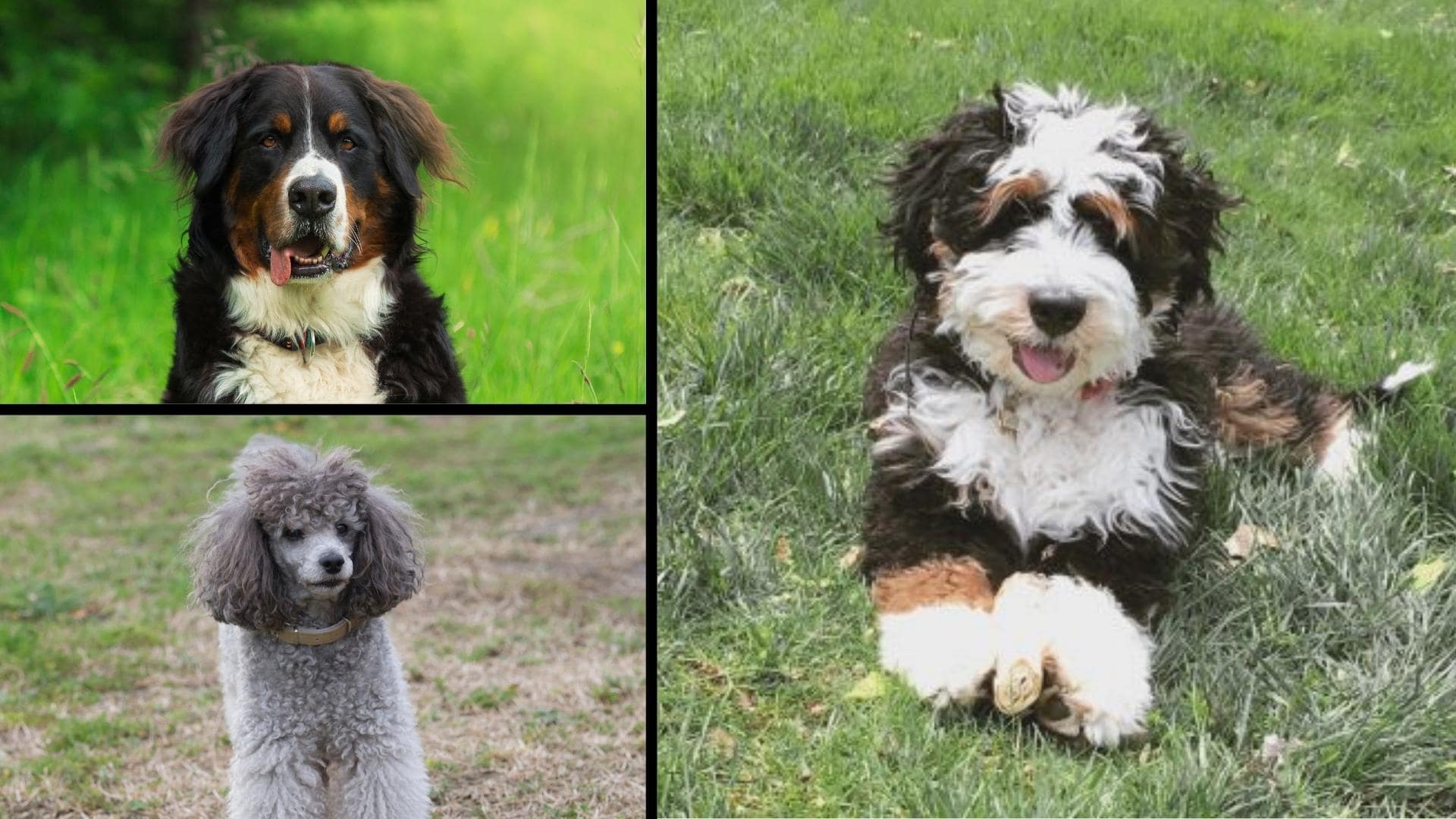 Mini Bernedoodle: Size, Temperament, Price, Shedding, & More