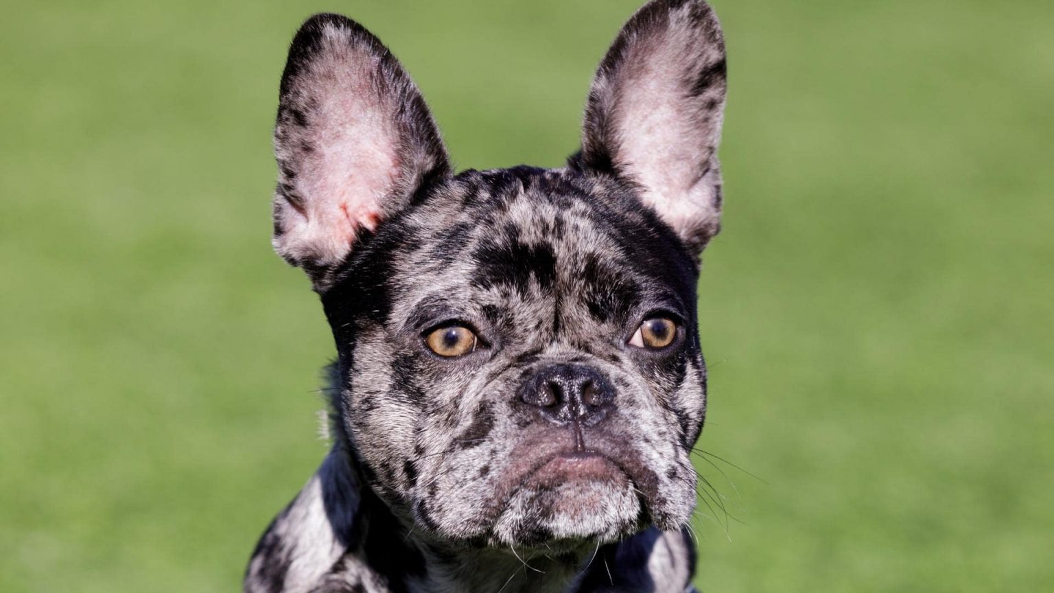 Merle French Bulldog: Everything You Need To Know