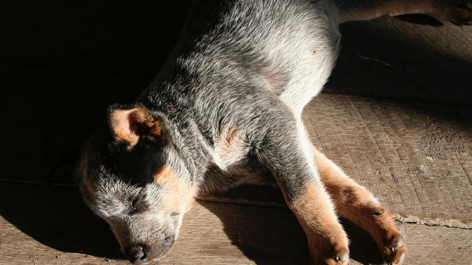 Blue Heeler Rat Terrier Mix: All You Need To Know