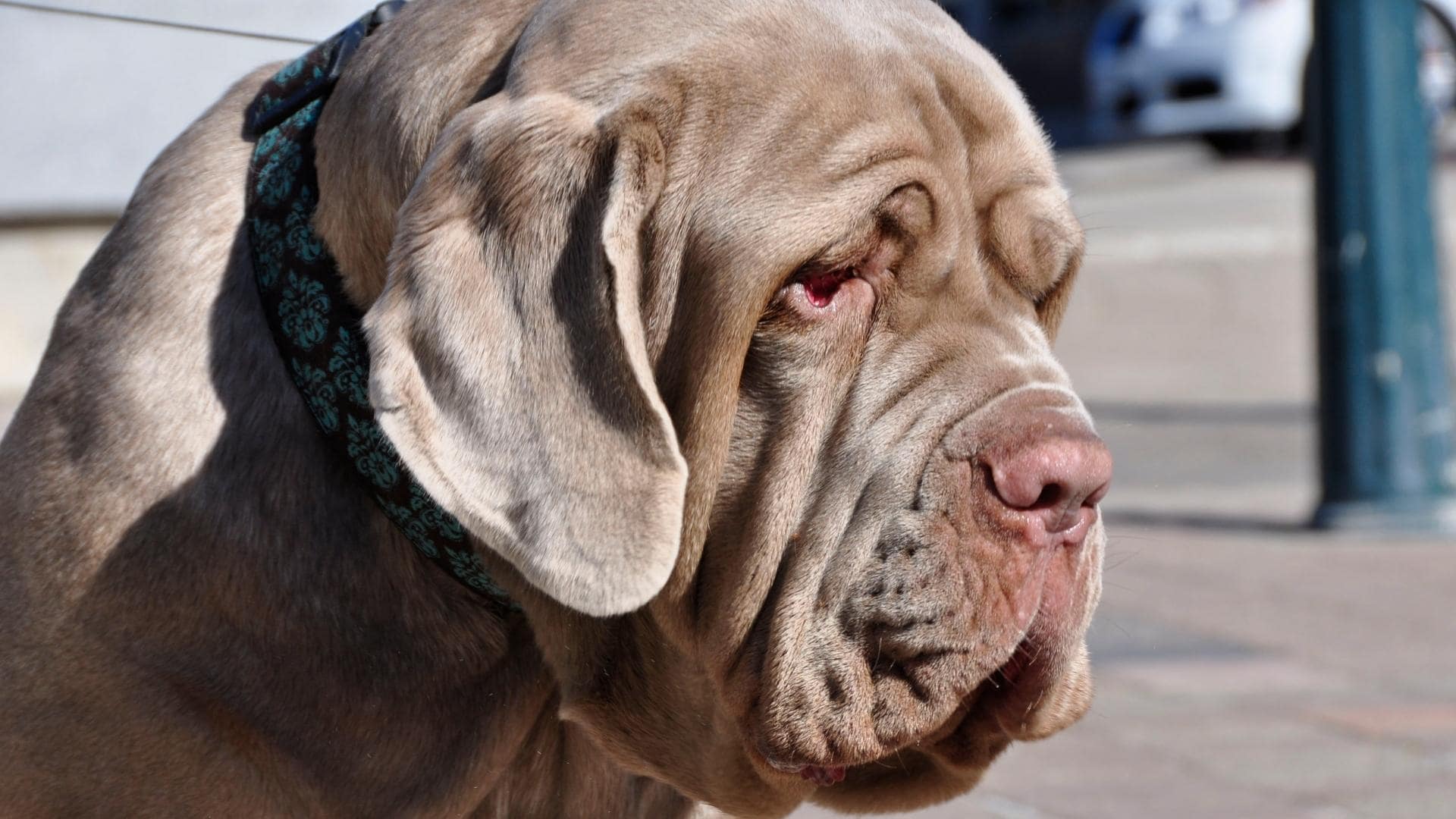 Cane Corso Neapolitan Mastiff Mix: Complete Breed Guide