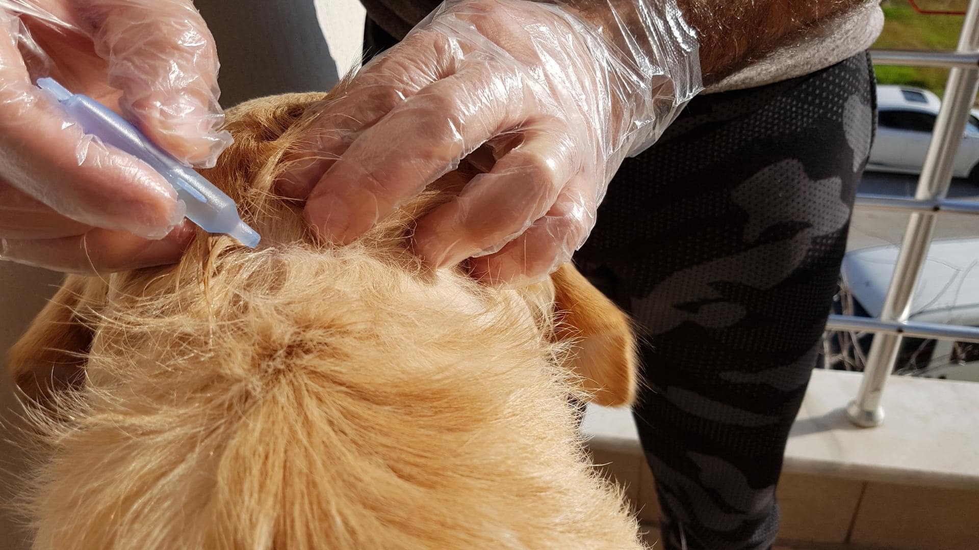 Dried Dead Tick On Dog? What You Need To Do (Vet Answers)
