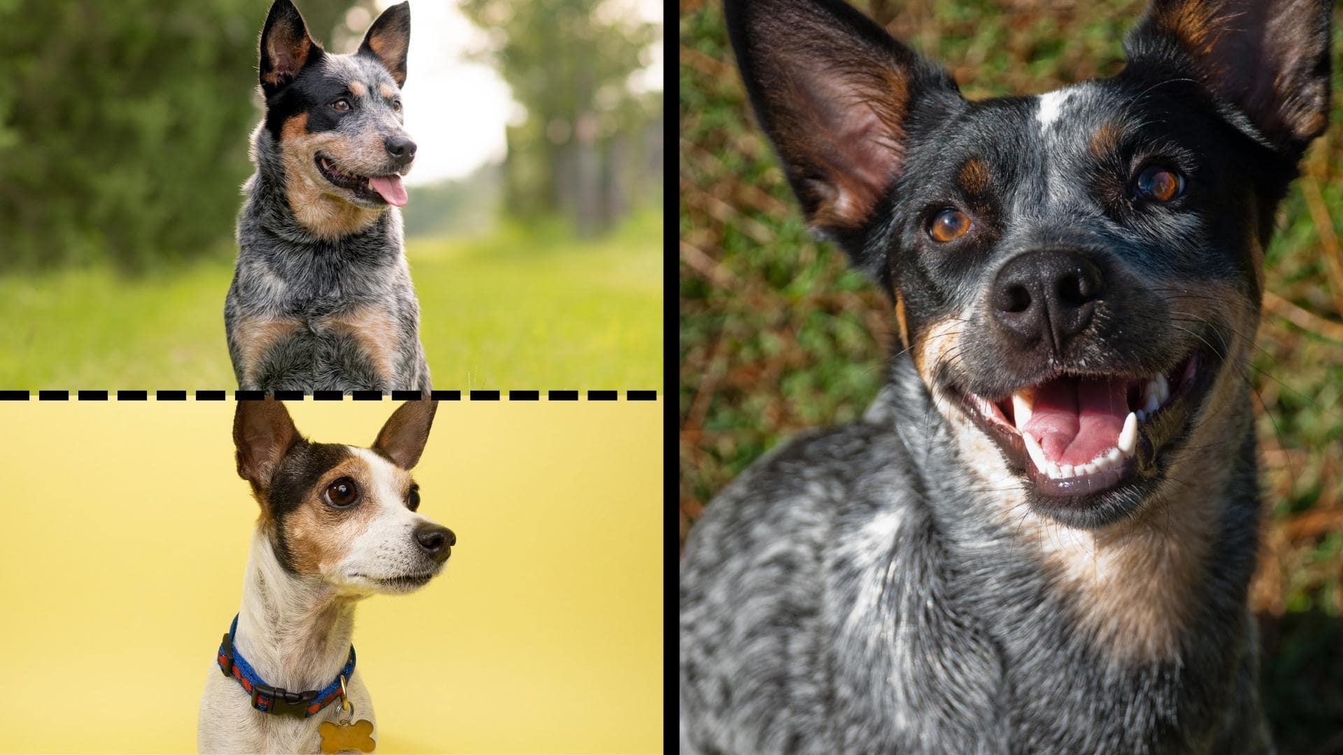 Blue Heeler Rat Terrier Mix: All You Need To Know
