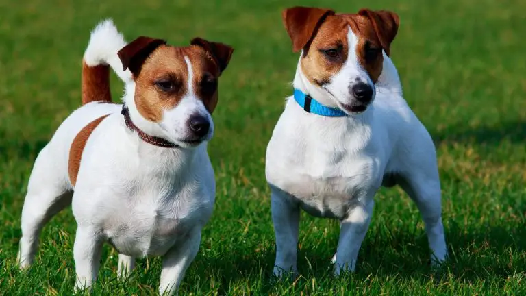 Jack Russell Lab Mix (Jackador): All You Need To Know