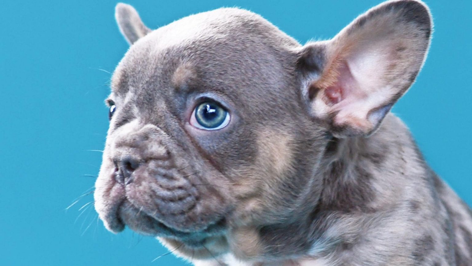 Merle French Bulldog: Everything You Need To Know
