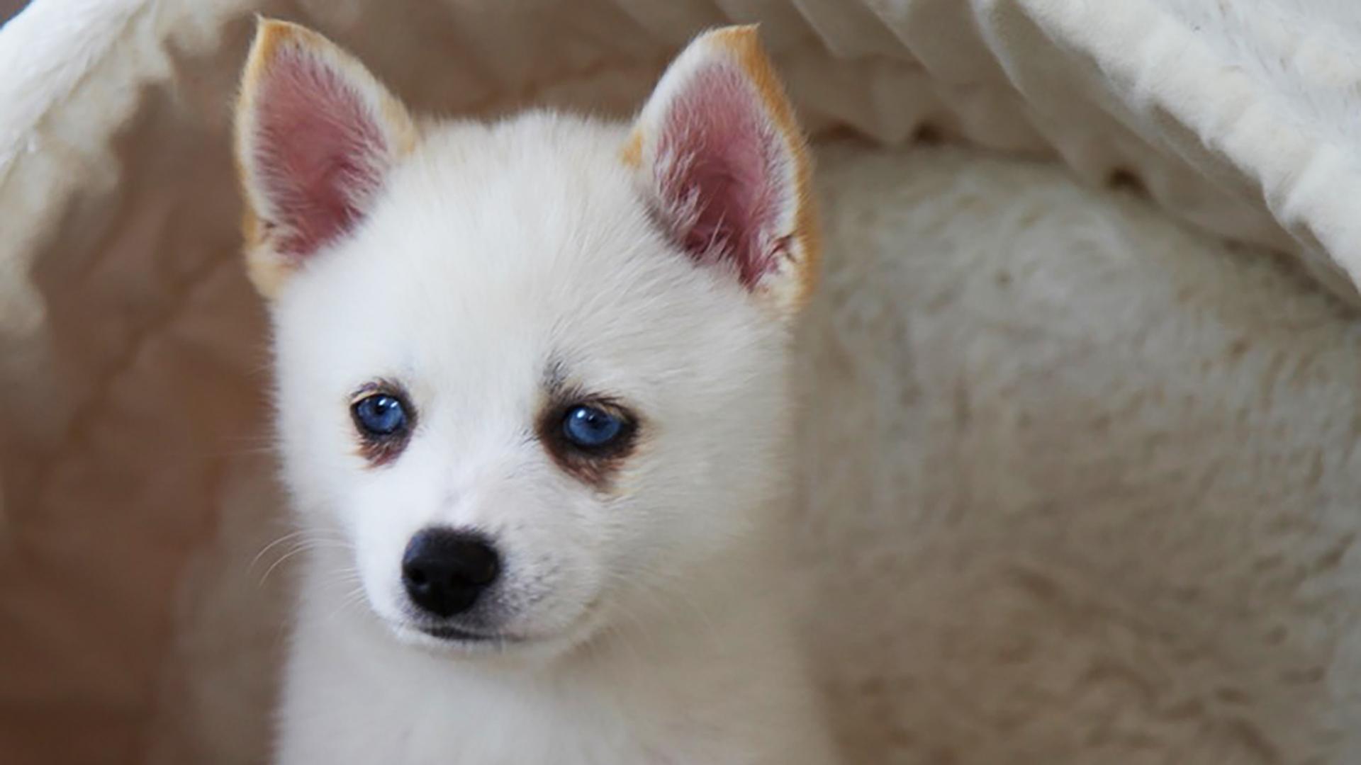 Teacup Pomsky (AKA The Mini Pomsky): Complete Breed Guide