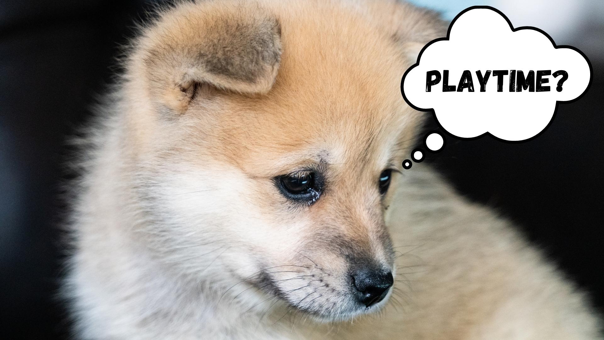 Teacup Pomsky (AKA The Mini Pomsky): Complete Breed Guide