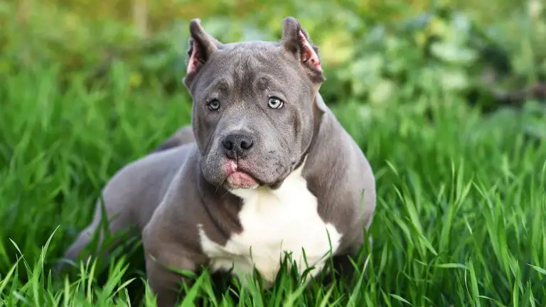 Pocket Bully (Also Called The Micro Bully) - Complete Guide