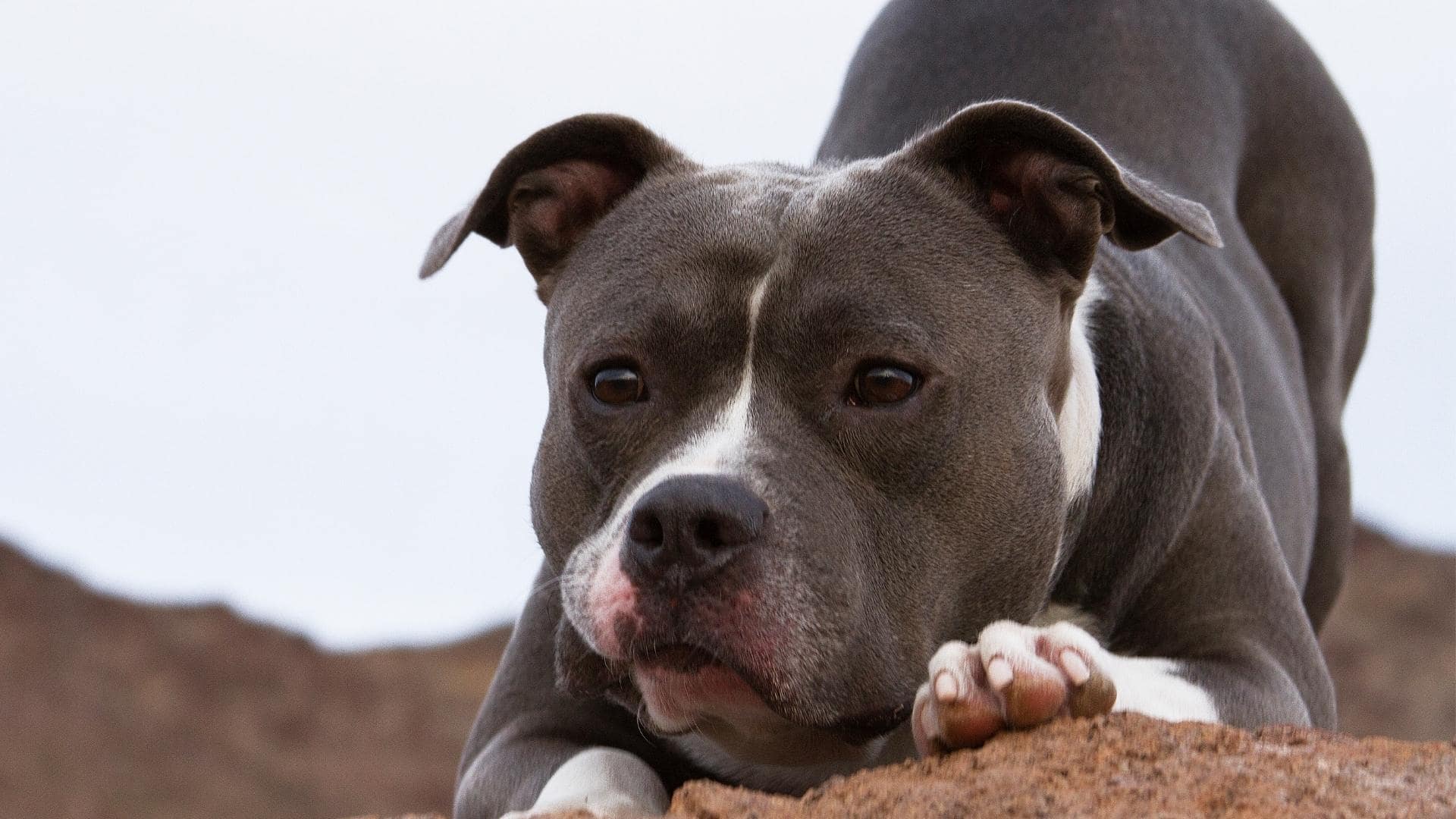 Pocket Pitbull (AKA The Mini Pitbull): All You Need To Know