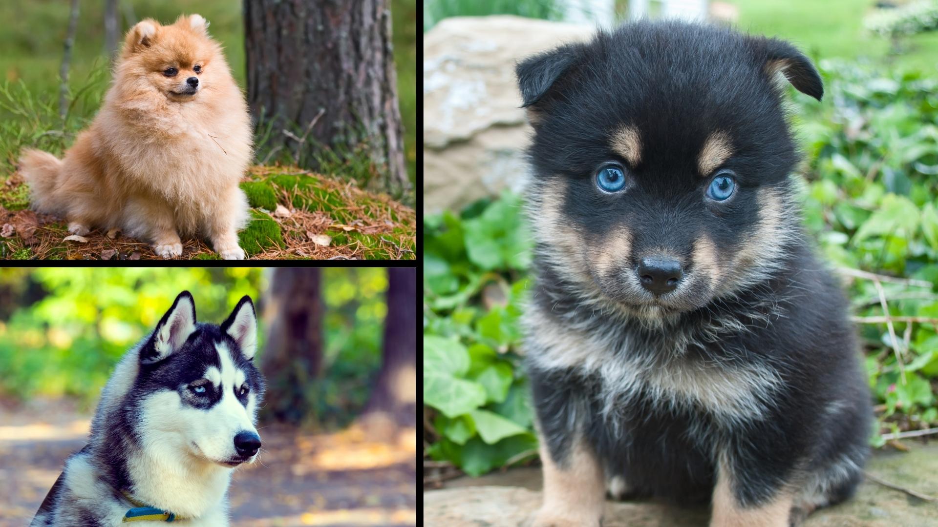 Teacup Pomsky (AKA The Mini Pomsky): Complete Breed Guide