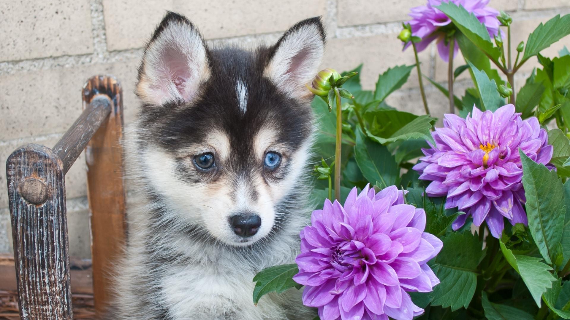 Teacup Pomsky (AKA The Mini Pomsky): Complete Breed Guide