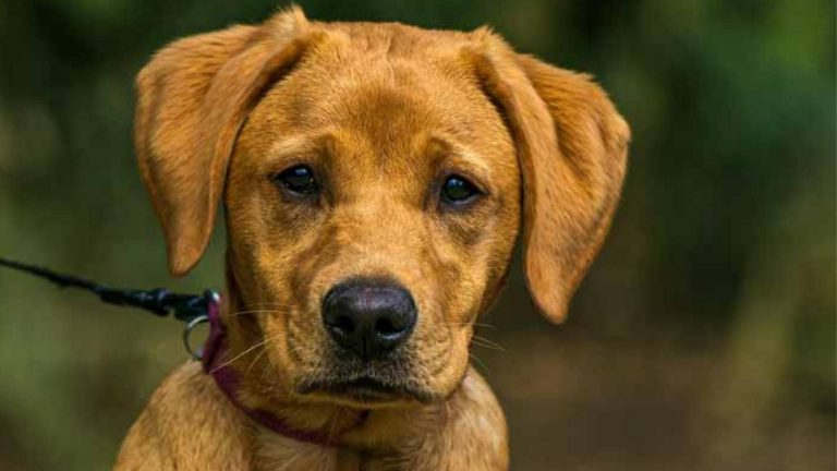 Jack Russell Lab Mix (Jackador): All You Need To Know