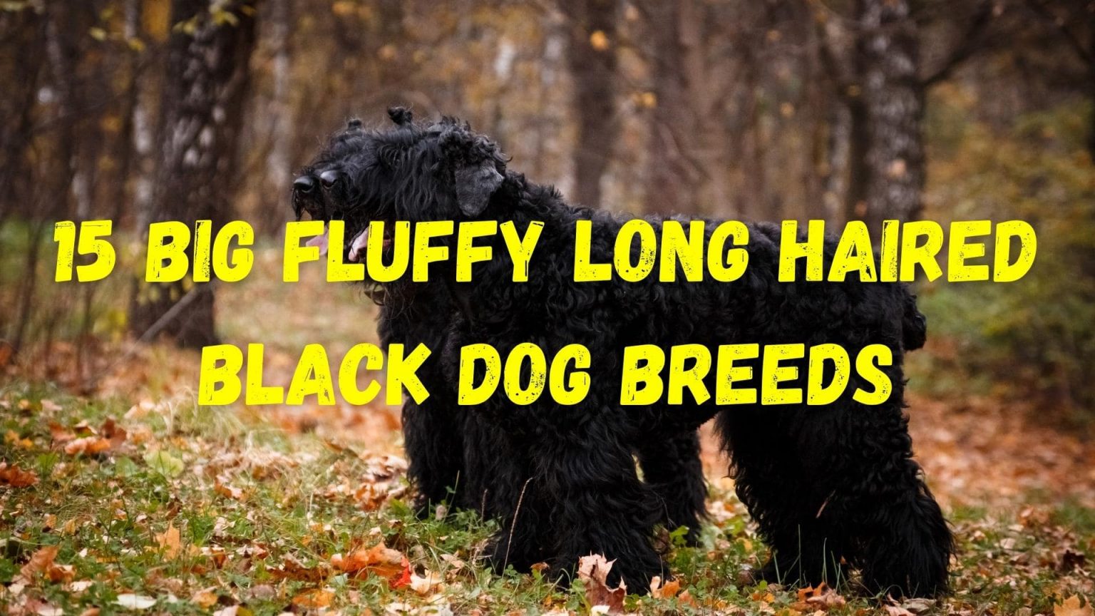 15 Big Fluffy Long Haired Black Dog Breeds (W/ Pictures)