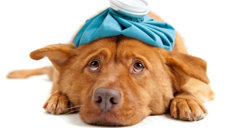 What Does Parvo Poop Smell & Look Like?