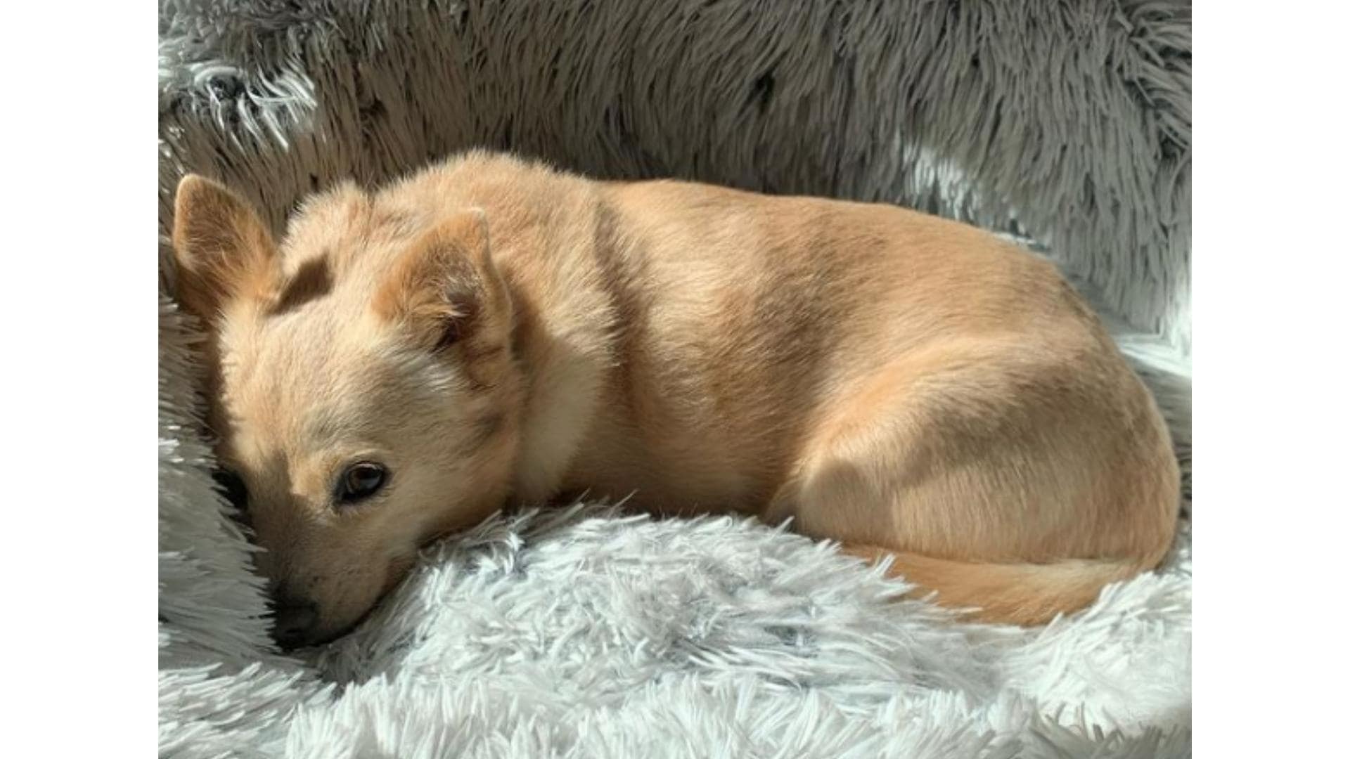 Labrador Pomeranian Mix (AKA The Pomador): Breed Profile