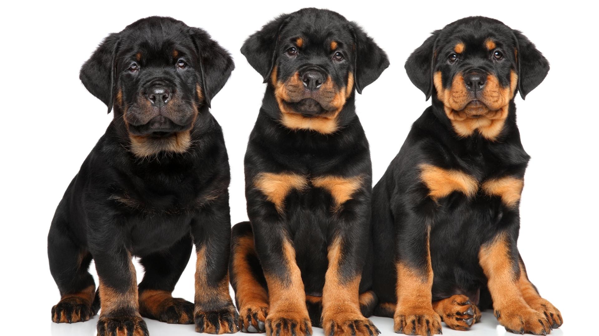 The White Rottweiler: 9 Things You Need To Know