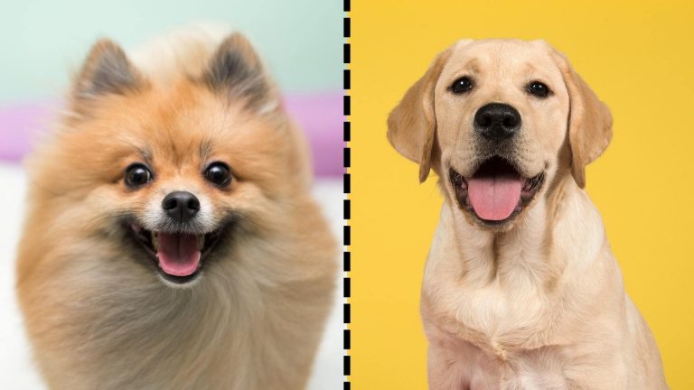 Labrador Pomeranian Mix (AKA The Pomador): Breed Profile