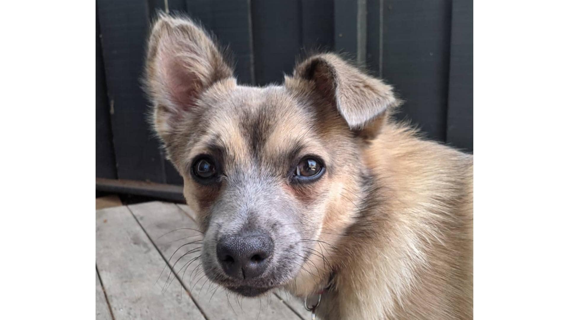 Labrador Pomeranian Mix (AKA The Pomador): Breed Profile