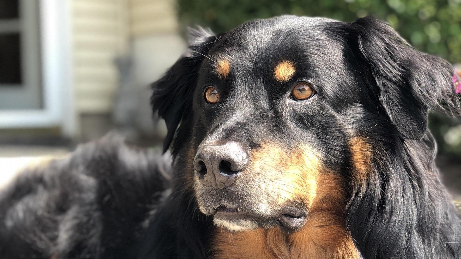 Australian Shepherd Rottweiler Mix (AKA The Aussie Rottie Mix)