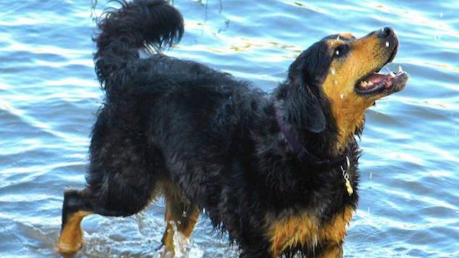 Australian Shepherd Rottweiler Mix (AKA The Aussie Rottie Mix)