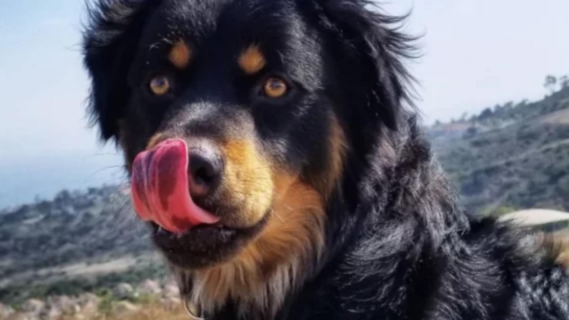 Australian Shepherd Rottweiler Mix (AKA The Aussie Rottie Mix)