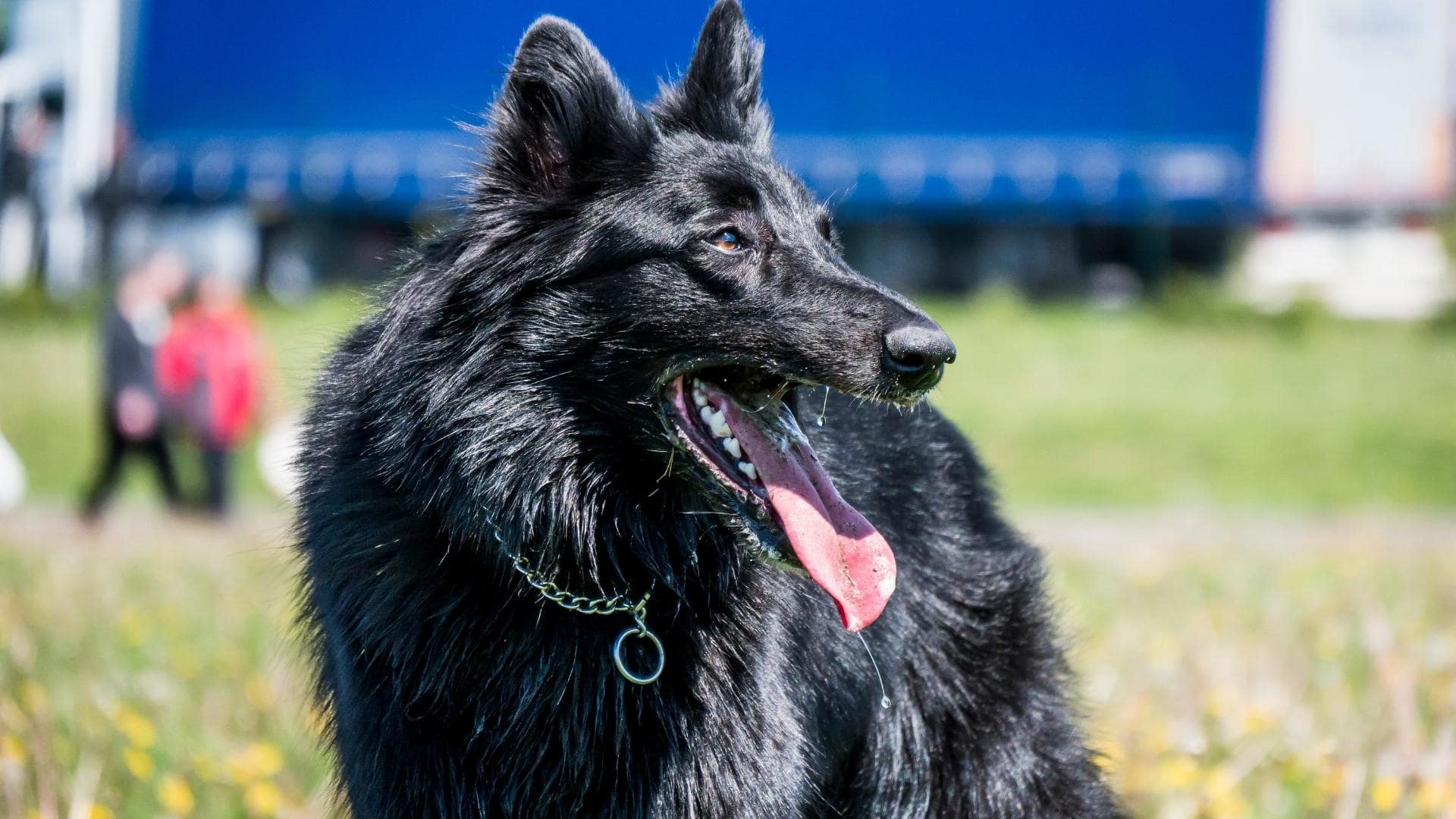 15 Big Fluffy Long Haired Black Dog Breeds (W/ Pictures)
