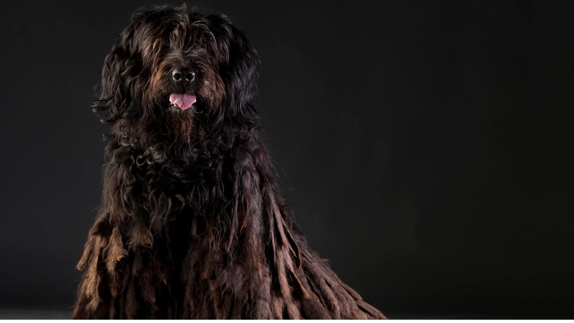 15 Big Fluffy Long Haired Black Dog Breeds (W/ Pictures)