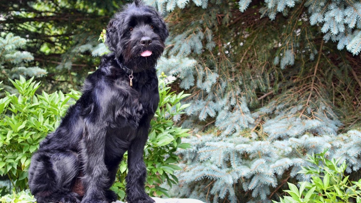 15 Big Fluffy Long Haired Black Dog Breeds (W/ Pictures)