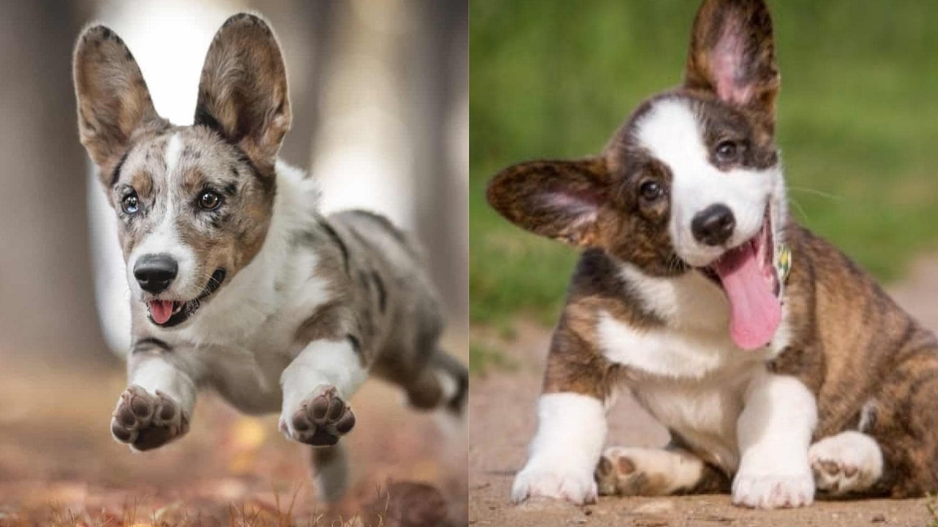 Blue Heeler Corgi Mix (AKA The Cowboy Corgi): Complete Guide