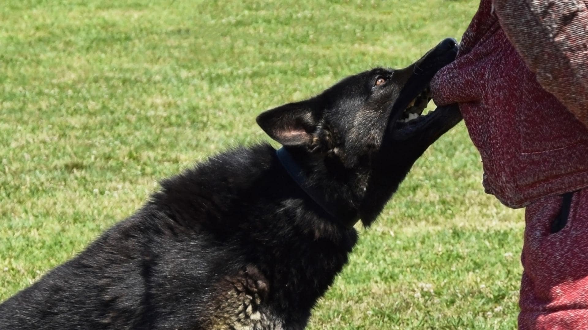 Top 17 Dog Breeds With The Strongest Bite Force PSI