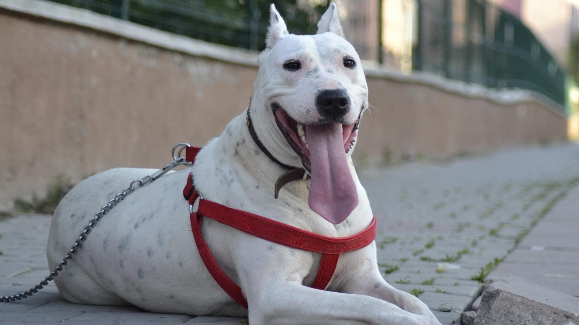 How Strong Is The Cane Corso Bite Force PSI & Statistics