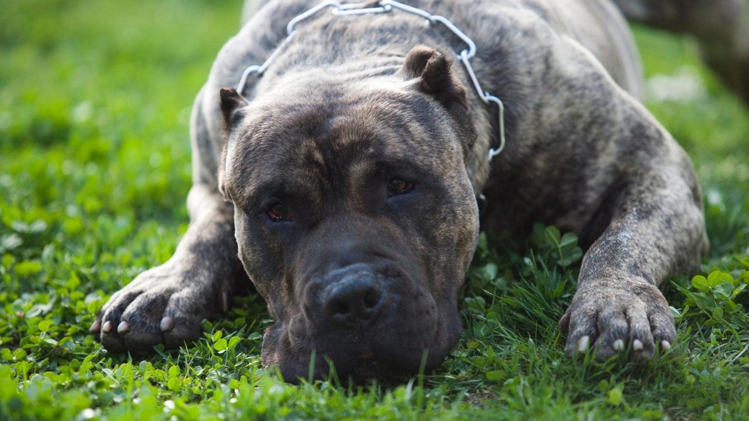 How Strong Is The Cane Corso Bite Force PSI & Statistics