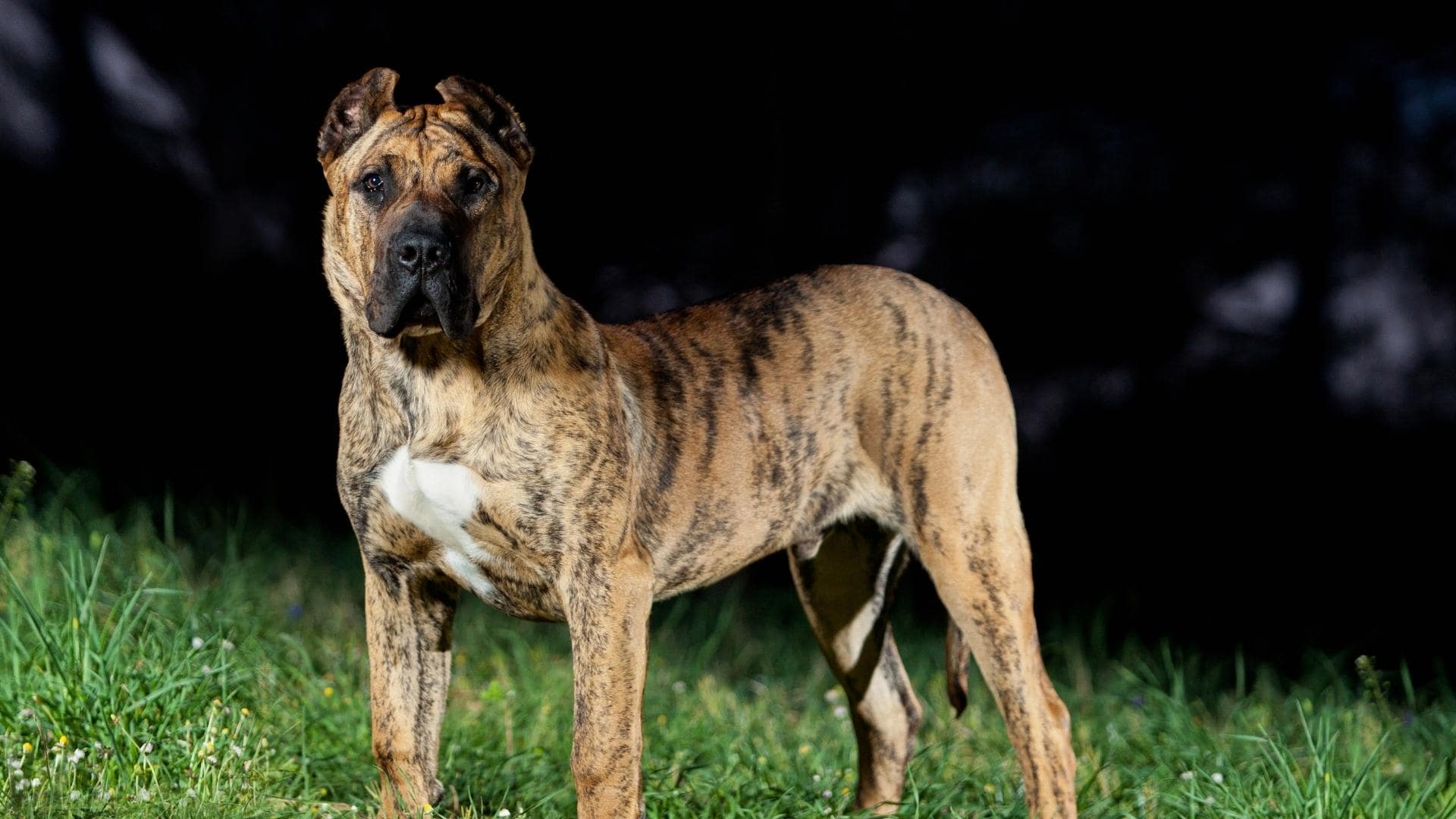 How Strong Is The Doberman Bite Force PSI & Statistics