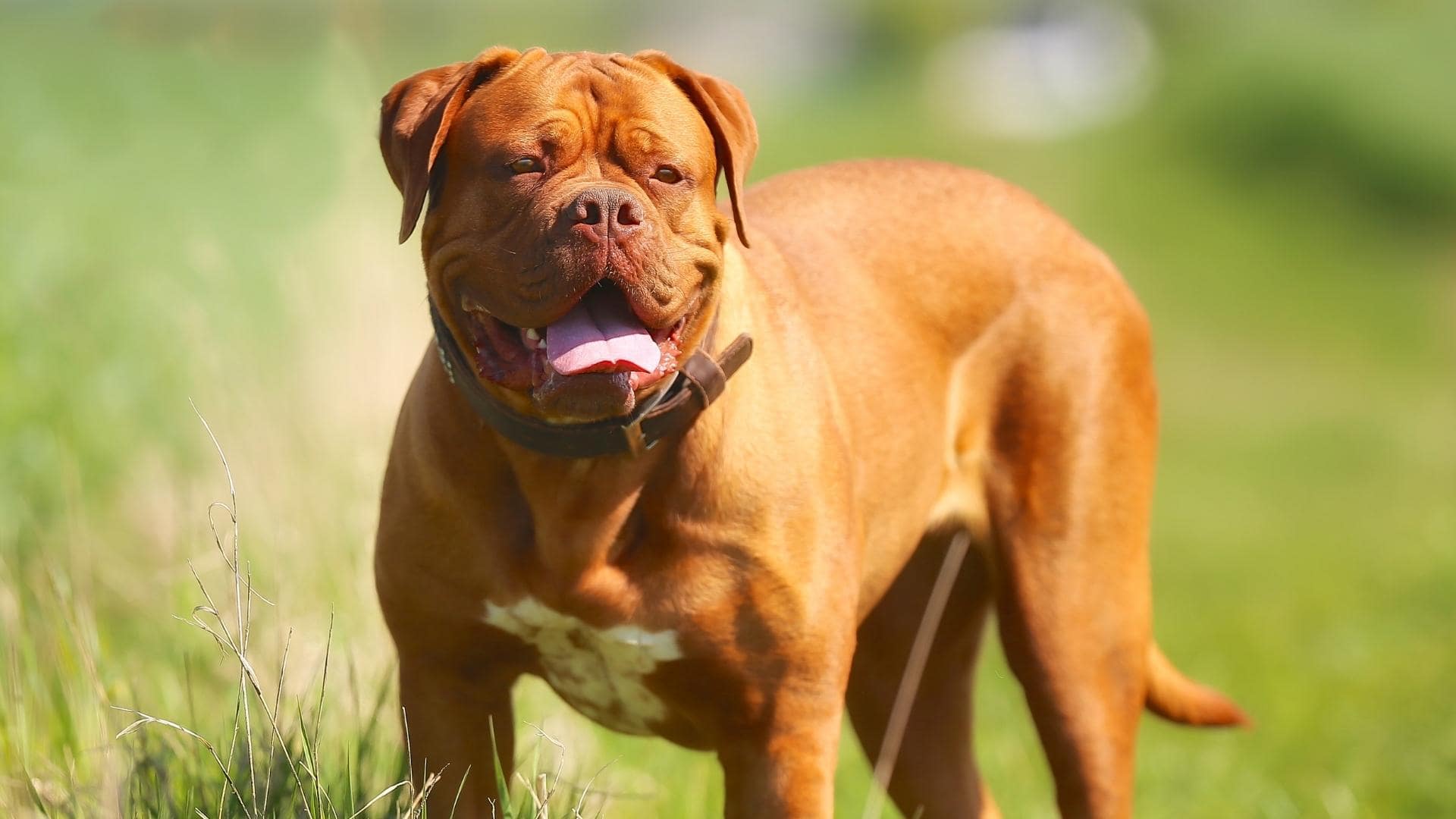 Top 17 Dog Breeds With The Strongest Bite Force PSI