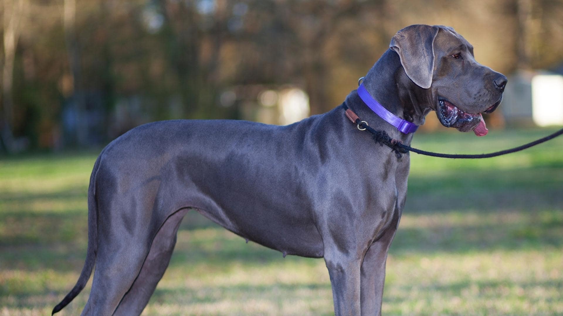 Great Dane Doberman Mix (Doberdane): All You Need To Know