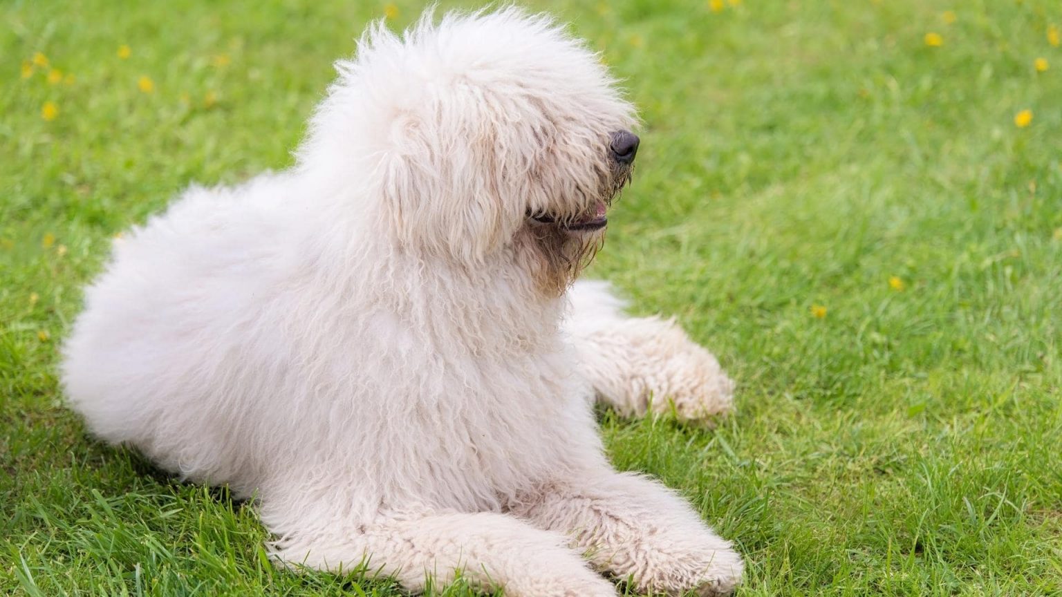 15 Big White Long Haired Dogs (With Pictures!)
