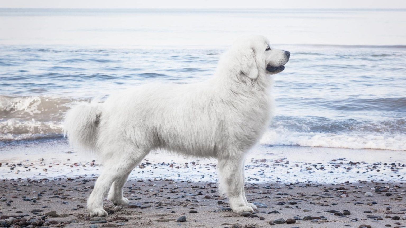 15 Big White Long Haired Dogs (With Pictures!)