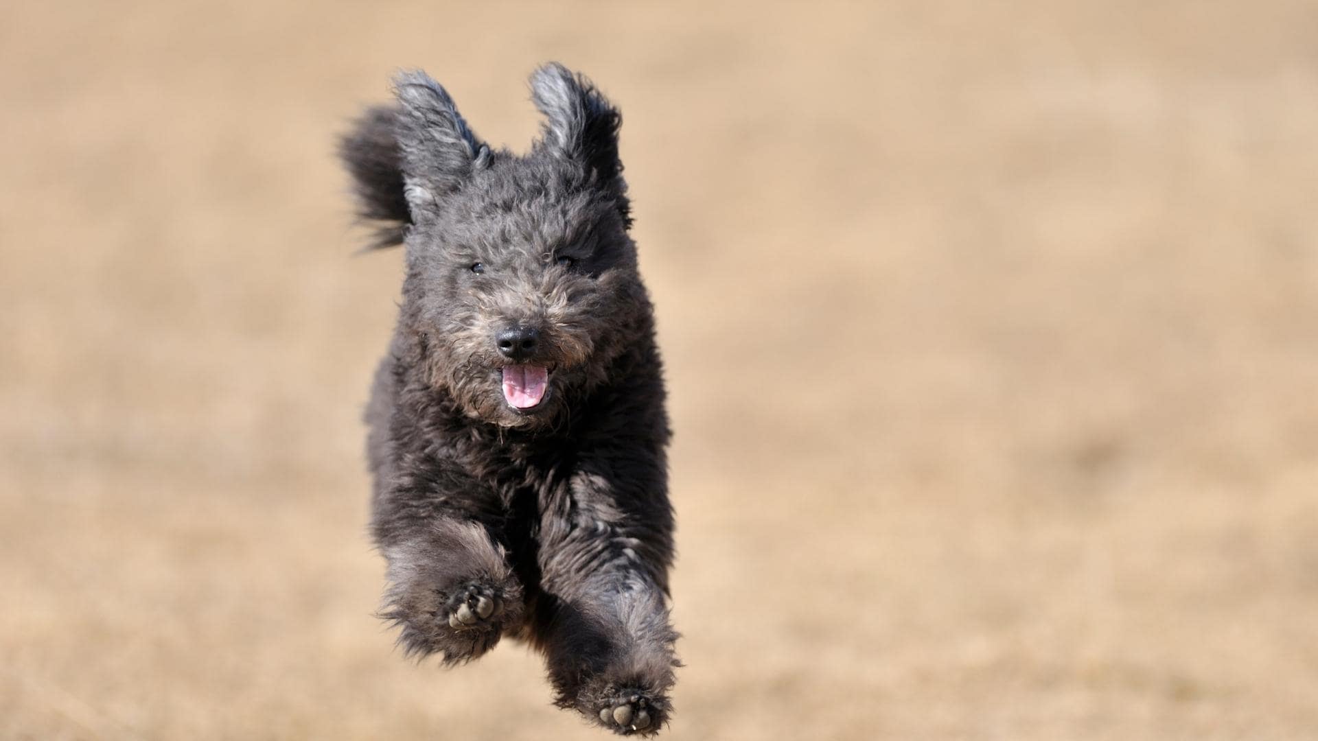 13 Small Fluffy Black Dogs (With Pictures)