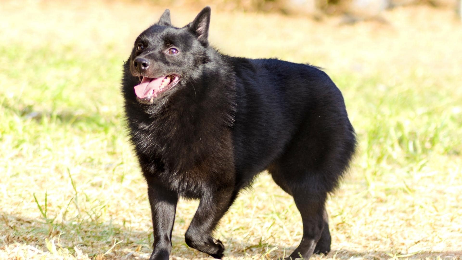 13 Small Fluffy Black Dogs (With Pictures)