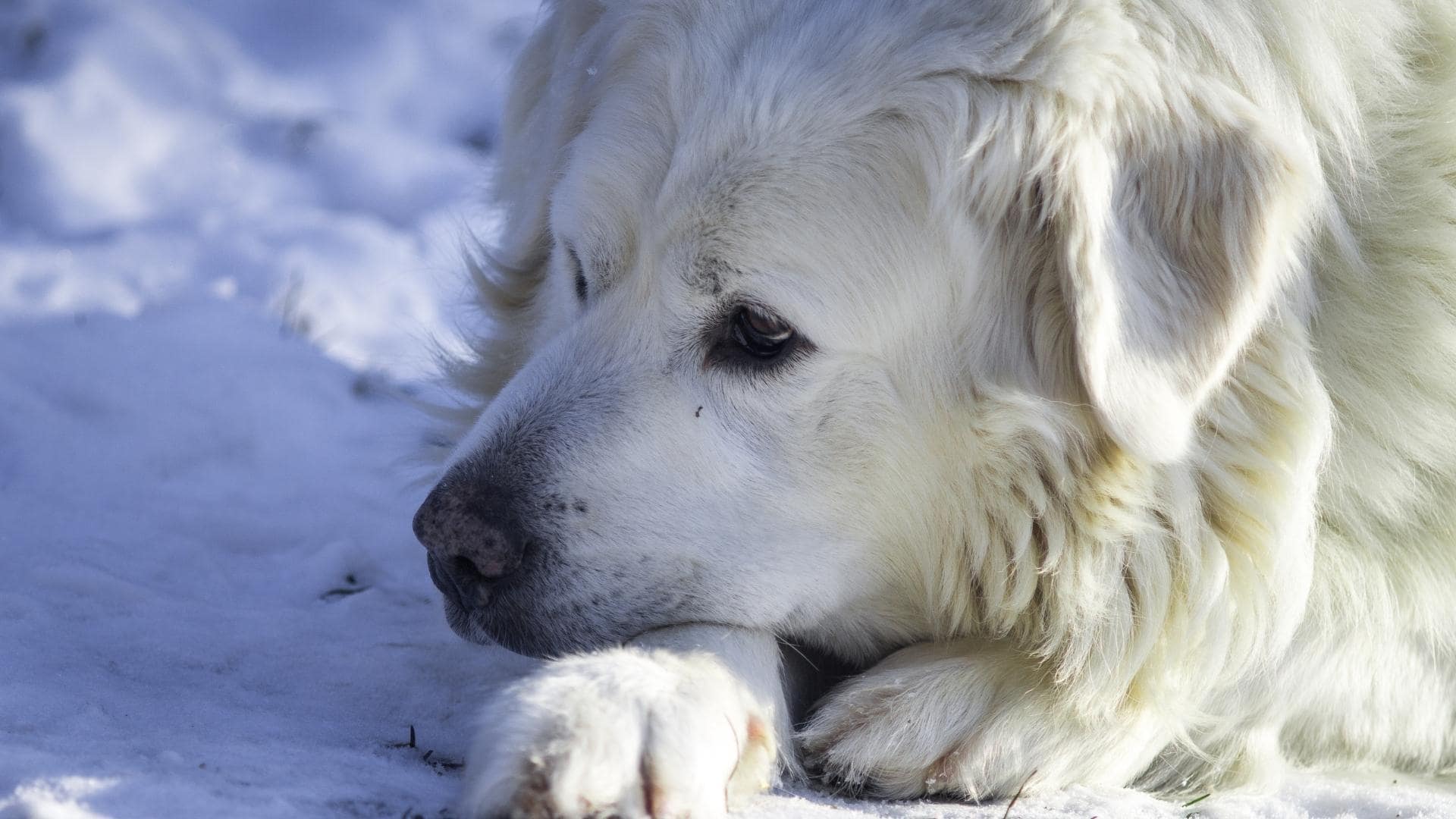 15 Big White Long Haired Dogs (With Pictures!)