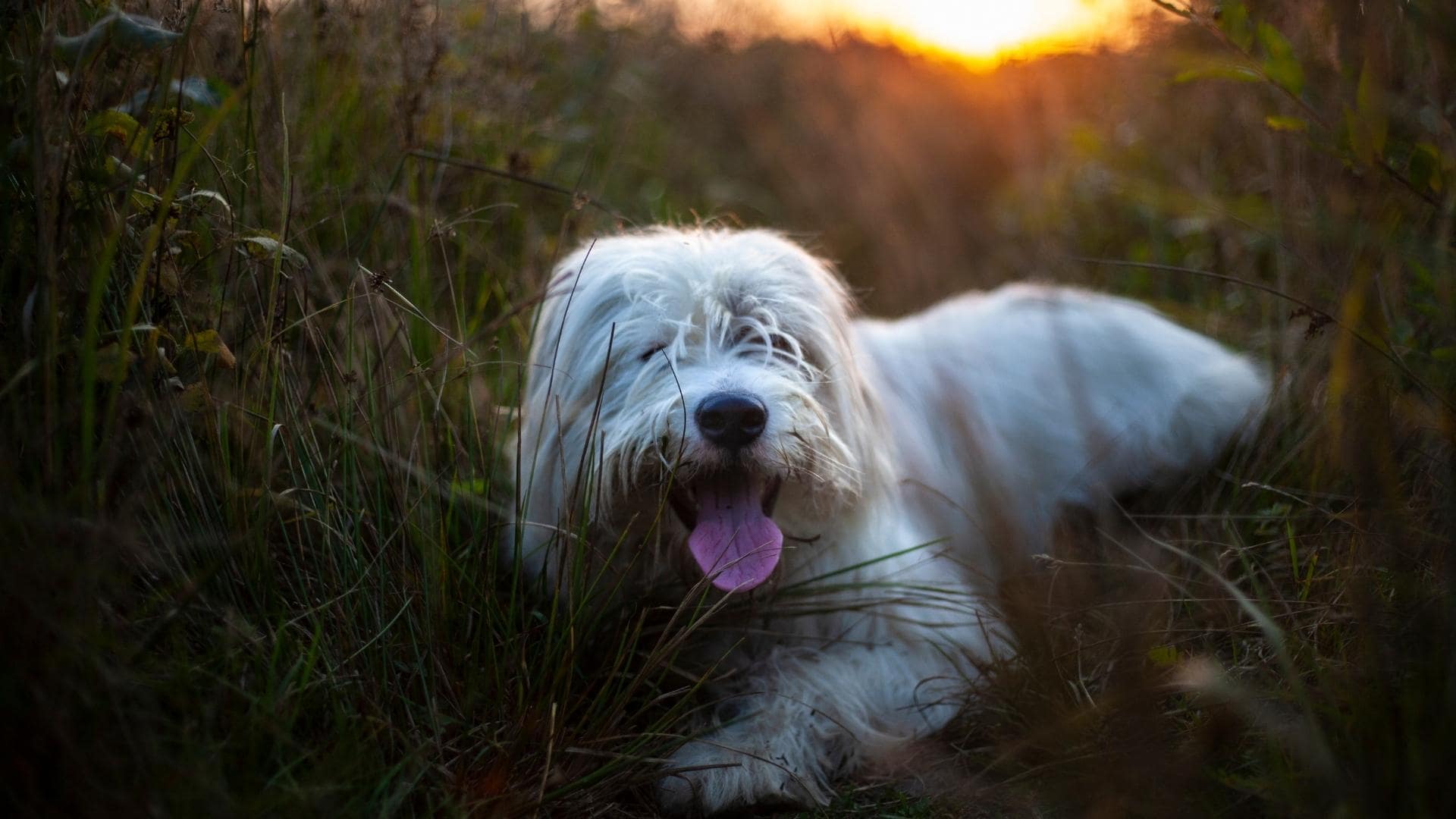 15 Big White Long Haired Dogs (With Pictures!)