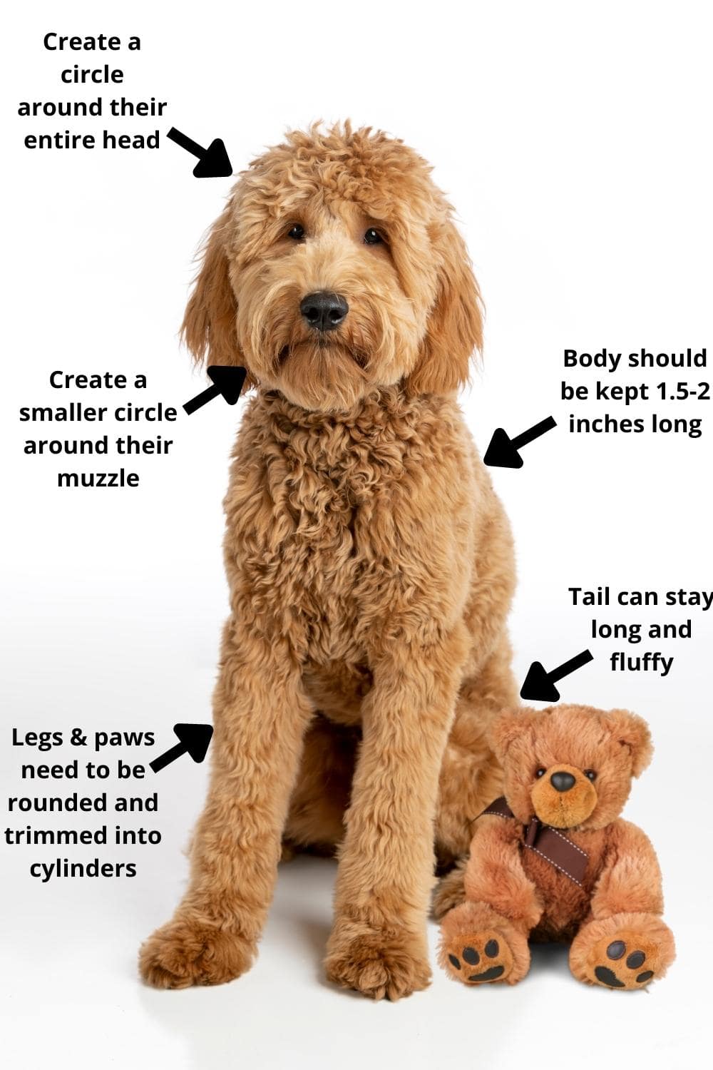 Teddy Bear Goldendoodle Haircut And Simple Grooming Tips