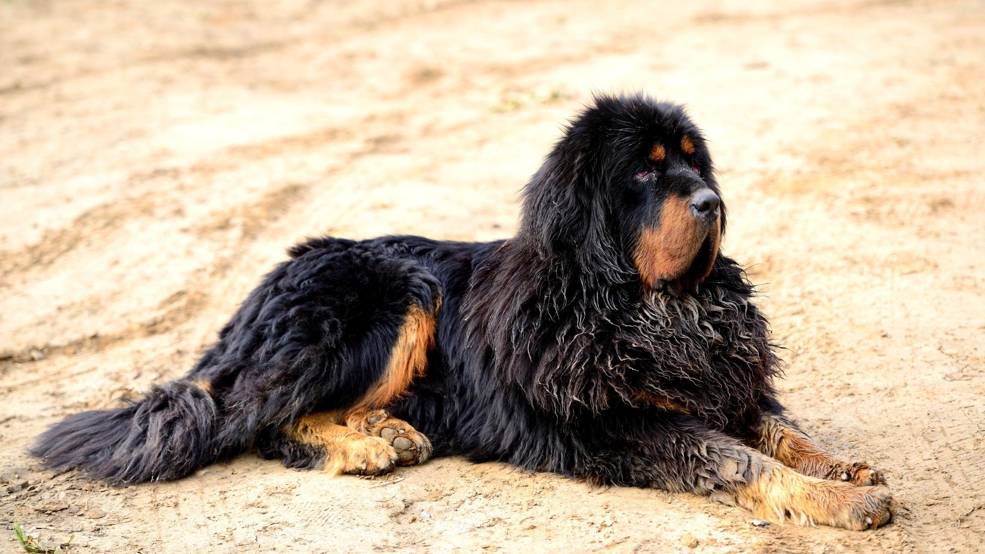 15 Big Fluffy Long Haired Black Dog Breeds (W/ Pictures)