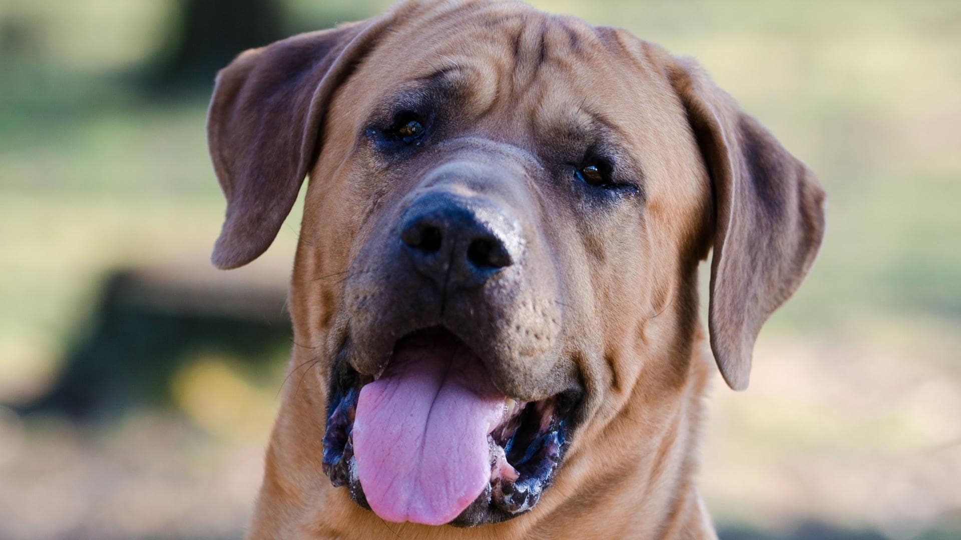 How Strong Is The Doberman Bite Force PSI & Statistics