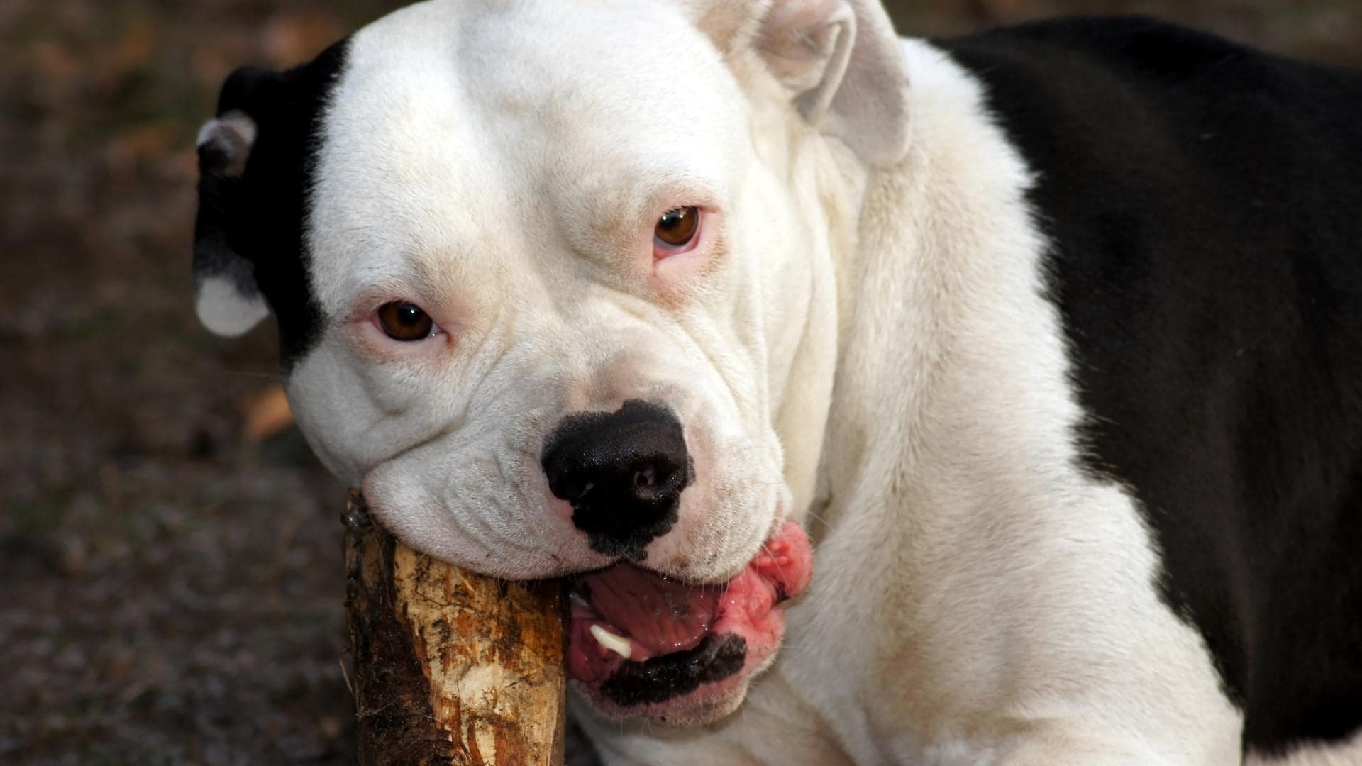 How Strong Is The Boerboel Bite Force PSI & Biting Statistics