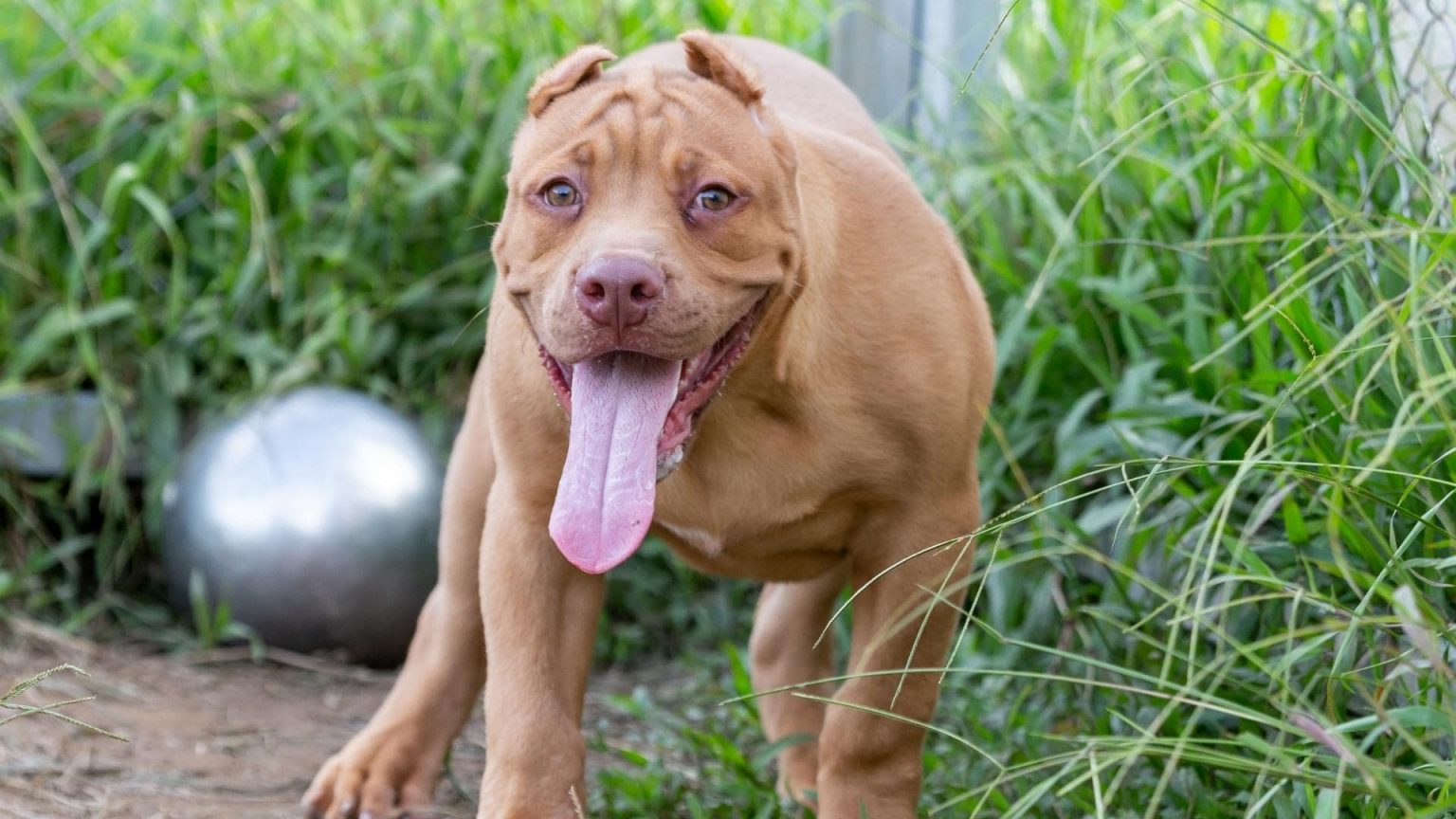 Are Pitbulls Good With Kids? Are Pitbulls Good Family Dogs?