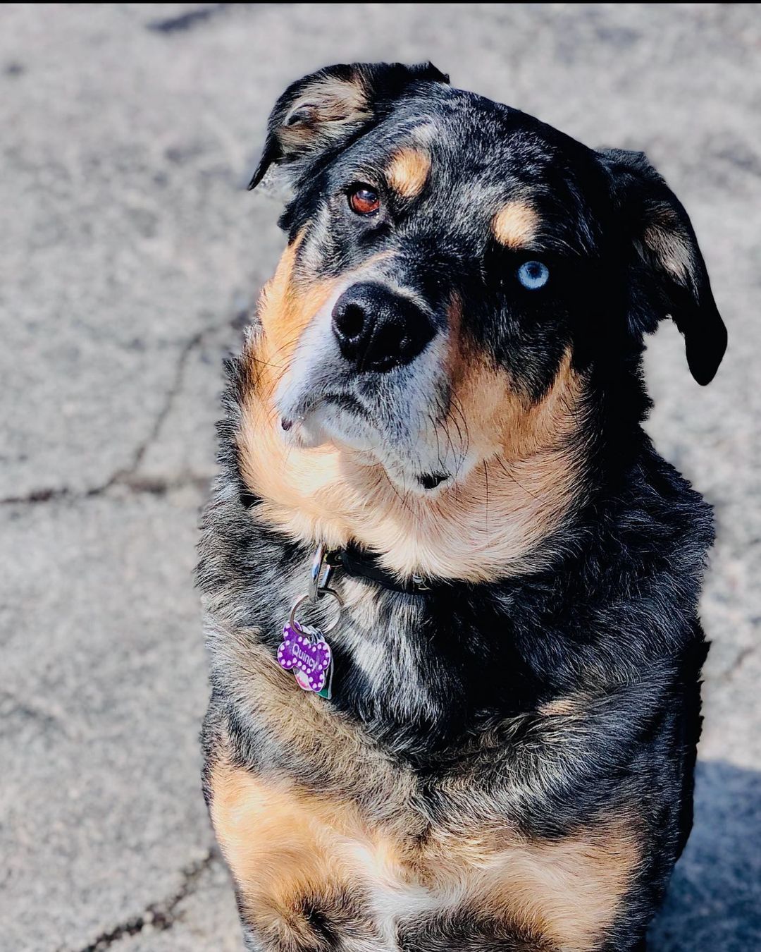 Australian Shepherd Rottweiler Mix (AKA The Aussie Rottie Mix)