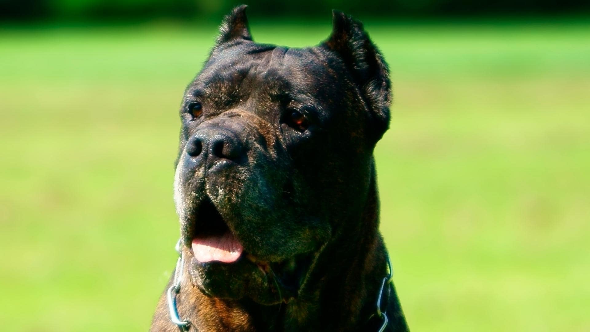 How Strong Is The Doberman Bite Force PSI & Statistics