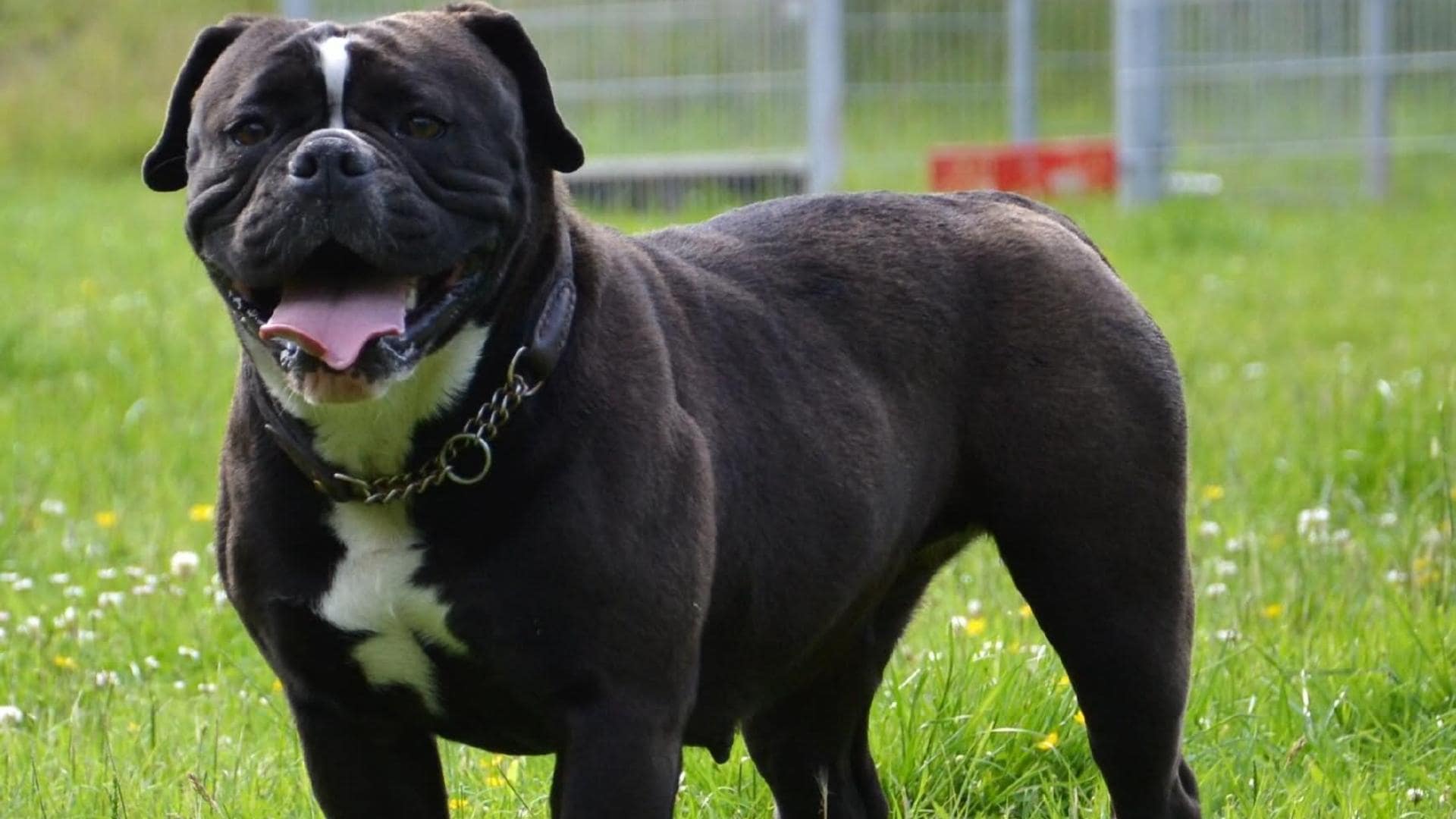 11 Things To Know About The Black English Bulldog (Full Guide)